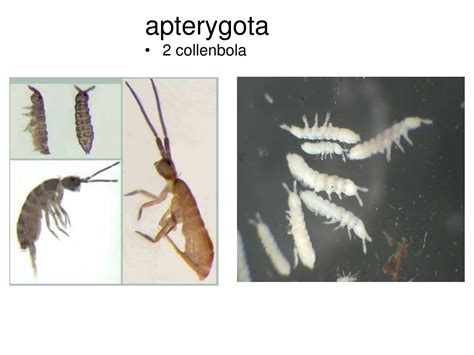 Ppt Apterygota Powerpoint Presentation Free Download Id3416738
