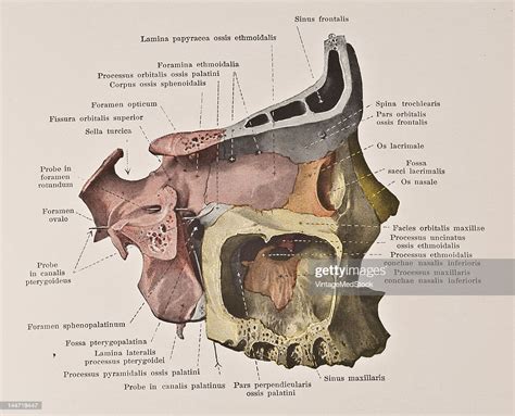 Pterygopalatine Fossa
