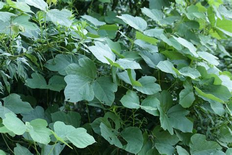 Invasive Plants You Should Know About And How To Get Rid Of Them