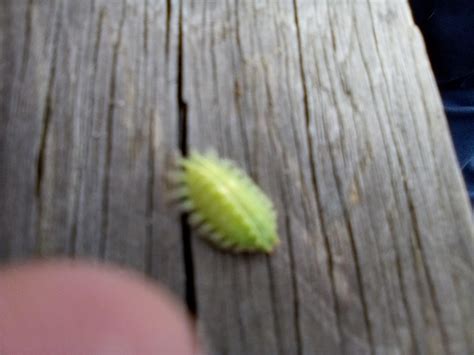 Is This A Detritus Worm Raquariums