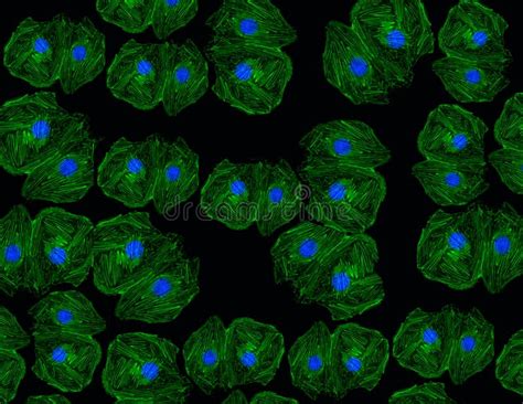 Dapi Nucleus Stock Illustrations 4 Dapi Nucleus Stock Illustrations