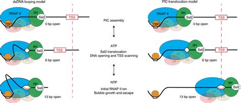 Models Of Transcription Initiation Two Alternative Models Are