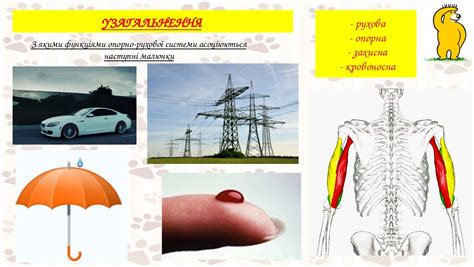 Презентація Опорна вісь нашого тіла Пізнаємо природу 5 клас НУШ Презентація Пізнаємо