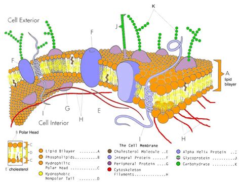 Cholesterol Molecule In Cell Membrane