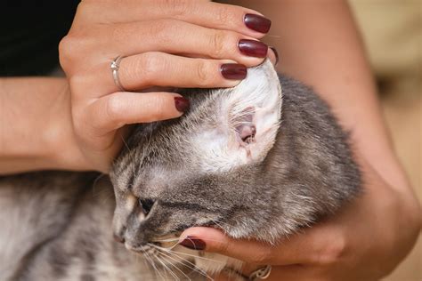 Cat Ear Infection Heal Time At Kelly Mathis Blog