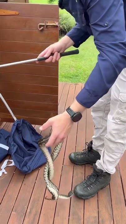 Gotta Love These Pythons Youtubeshorts Shorts Youtube