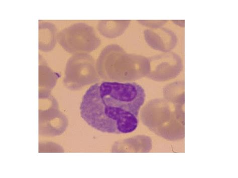 Componentes Celulares Células Fijas Fibroblastos Celulas Adiposas Pericitos Celulas Cebadas