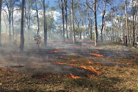 Indigenous Cultural Burning Land For Wildlife