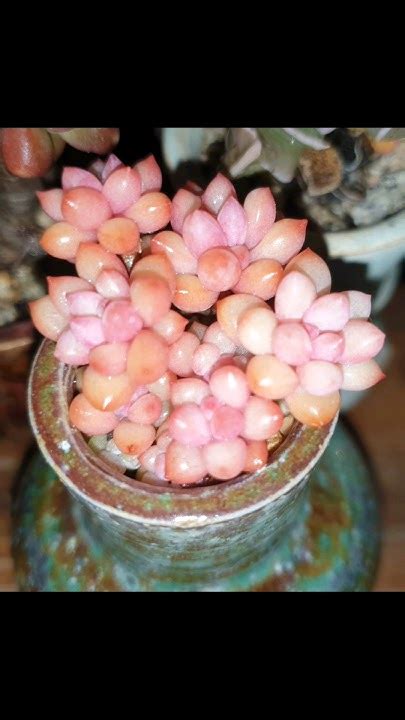 100손맛못난이예쁘게만들기화비단분에식재롱구아폴리아그림처럼보기花緋緞화비단비단한복분s191화비단수제화분수제화분큰화분콩분다육화분다육식물다육이