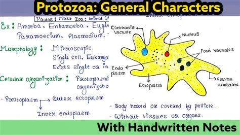 Protozoa General Characters Readymade Handwritten Notes For Exam Youtube