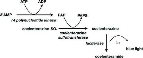 Atp Bioluminescence Assay Using Coel St In A Three Enzyme Cascade Download Scientific Diagram