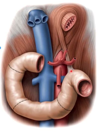 Deodenum Diagram Quizlet