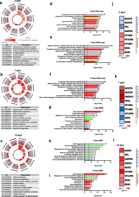 代谢重编程和膜聚糖重塑作为斑马鱼心脏再生的潜在驱动力 Communications Biology X Mol