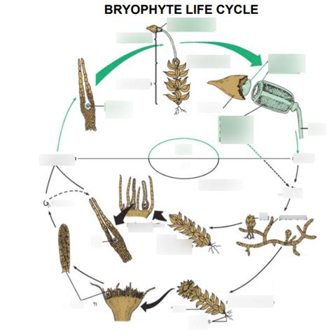 Bryophyte Life Cycle Diagram Quizlet