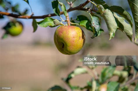 나무에 사과의 고통스러운 열매 나무 에 사과를 매달려 천연 유기농 사과 사과에 대한 스톡 사진 및 기타 이미지 사과 가을 건강한 생활방식 Istock
