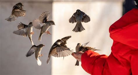 Exploring The Sparrow Algorithm For Optimized Drug Discovery