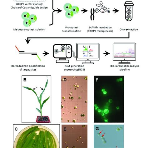 Protoplast Isolation And Transformation A Overview Of The Developed Download Scientific
