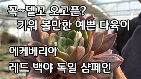 다육이 키우기 에케베리아 샴페인 종류 레드 백야 독일 Youtube