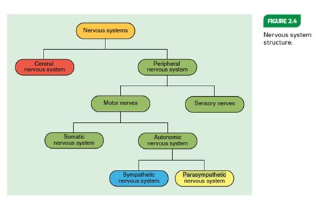 NASM Diagram Quizlet