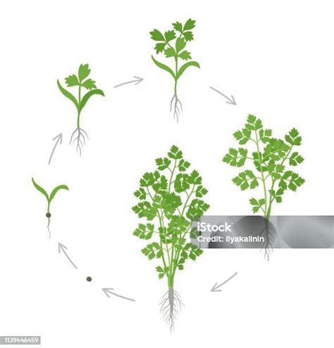 파 슬 리의 둥근 작물 단계 재배 정원 파 슬 리 식물 수확 성장 페트로 셀 리 눔 크리스피 벡터 평면 그림입니다 개발에 대한 스톡 벡터 아트 및 기타 이미지 Istock