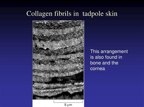 Ppt Cell Junctions And Extra Cellular Matrix Ii Powerpoint Presentation Id 318060