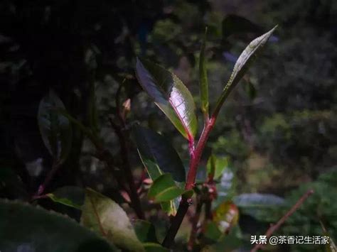 紫芽茶树图片 紫芽茶叶图片 各种茶树图片 大山谷图库