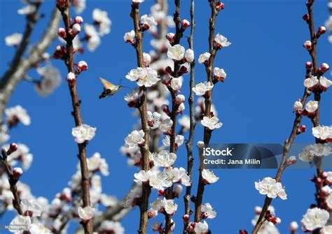 꽃가루를 모으는 날으는 꿀벌과 곤충과 함께 피는 살구 나무의 가지 0명에 대한 스톡 사진 및 기타 이미지 0명 3월 경관 Istock