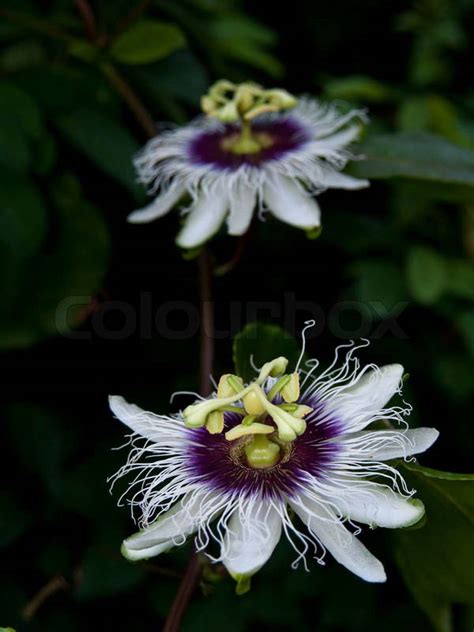 Passiflora Edulis Colourbox