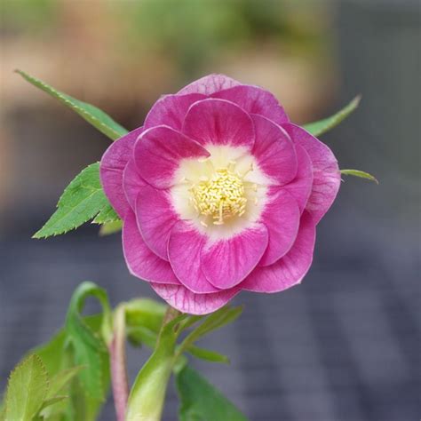 237 注文 紅白の輝き クリスマスローズ開花株 加藤農園