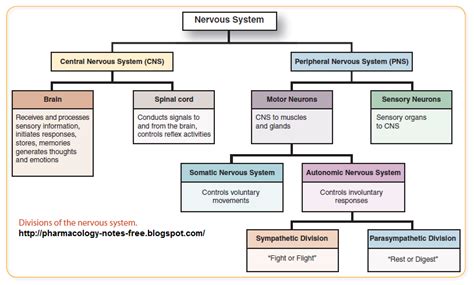 Concept Mapping The Nervous System Worksheet Education Worksheets