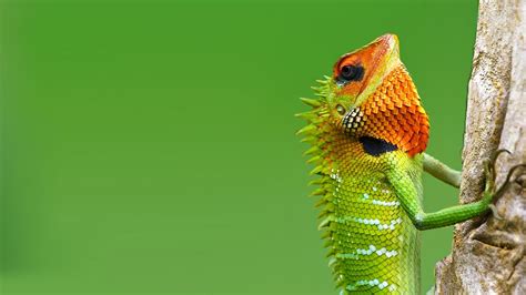 🔥 150 Lizard Wallpapers Wallpapersafari