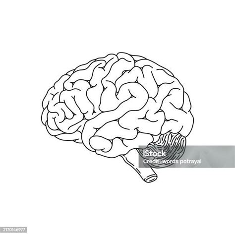 손으로 그린 아이 그림 벡터 일러스트 레이 션 인간의 뇌 평면 만화 절연 0명에 대한 스톡 벡터 아트 및 기타 이미지 0명