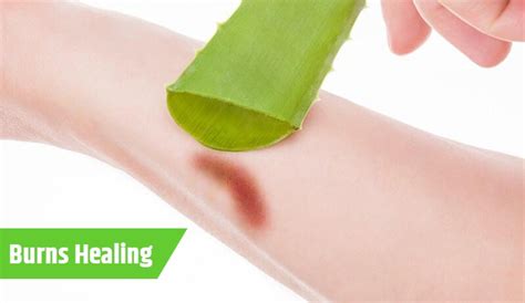 Aloe Vera Farming Guide Aloe Vera Cultivation For Beginners
