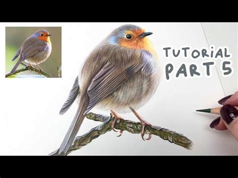 How To Draw A Realistic Robin Coloured Pencil Tutorial Part Artofit