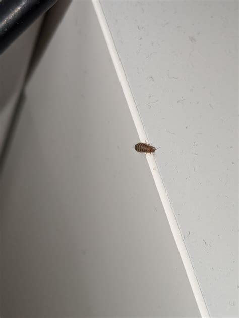 Found This Lil Dude On My Desk Which Is Right Beside My Bed Any Idea What It Could Be R Bedbugs