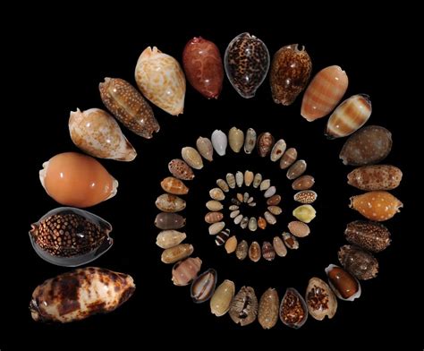 Meet The Reef Expert Collecting Environmental Time Capsules