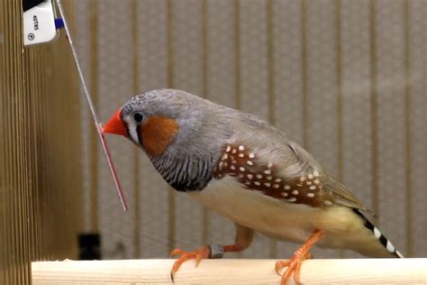 ‘love Hormone Guides Young Songbirds In Choice Of ‘voice Coach