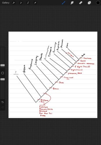 Review Phylogeny Flashcards Quizlet