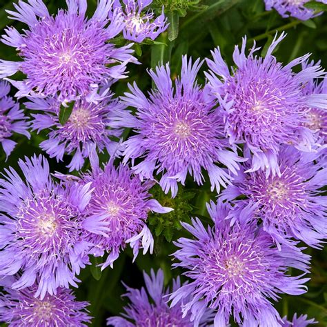 Riptide Stokes Aster Plant Addicts