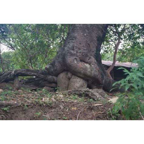 1046 Best Images About Trees On Pinterest Trees Nature Photos And Tree Of Life