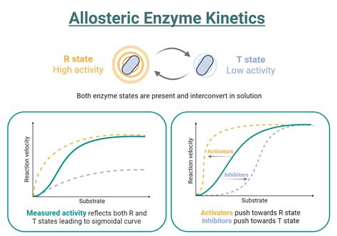 Enzyme Inhibition Types Of Inhibition Allosteric