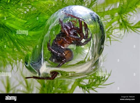 European Water Spider Argyroneta Aquatica With Diving Bell Air