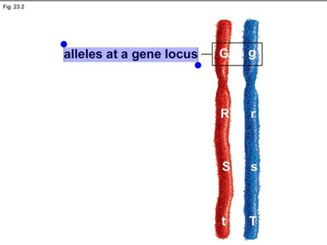 Scientific Inquiry Chapter 23 Patterns On Inheritance Flashcards