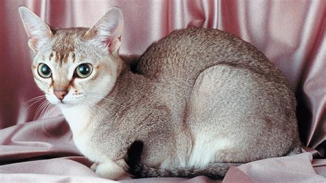 Самые миниатюрные породы кошек картинки и фото Koshka Top