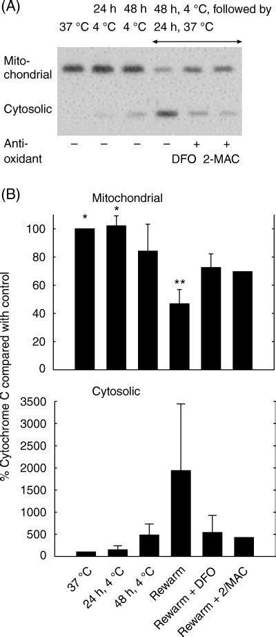 Cytochrome C Translocation During Cold Storage A Mitochondrial And