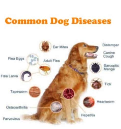 10 Common Dog Diseases And Their Prevention Animal Rescue Team In