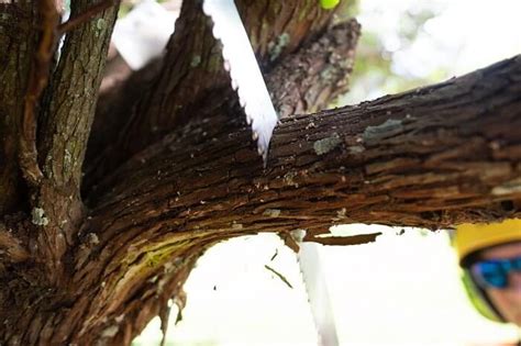 Professional Tree Cutting Services In Auckland Pro Climb