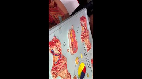 Sex And Reproduction Lab Vid YouTube