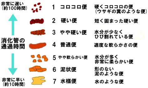 ブリストルスケール Bristol Scale とは ダウンロードできます！ 腸内美人の秘訣 理学療法士 坂井正宙の挑戦