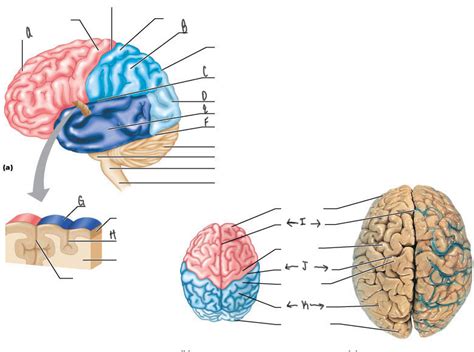 Cerebral Hemisphere Diagram Quizlet